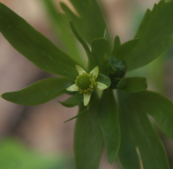 Littleleaf Buttercup | Project Noah