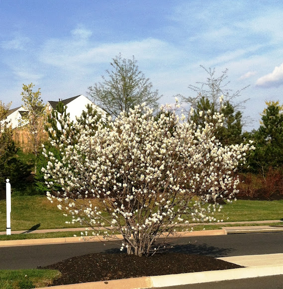 Shadblow Serviceberry | Project Noah