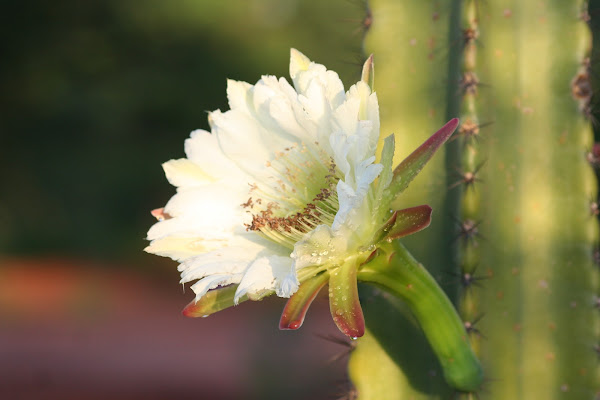Night-flowering cactus | Project Noah