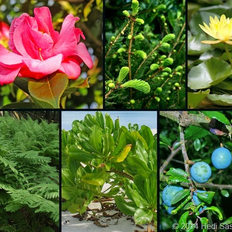 Kingdom Plantae - sriwahyu