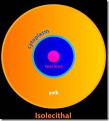 Tipe-Tipe Telur ~ Embriology of Birds