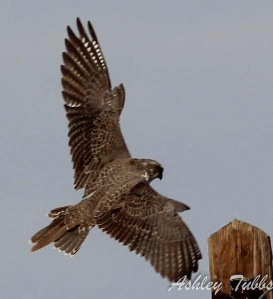 Prairie Falcon | Project Noah