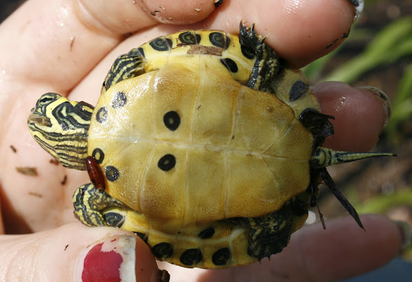 Yellowbelly Slider Turtle, hatchling | Project Noah