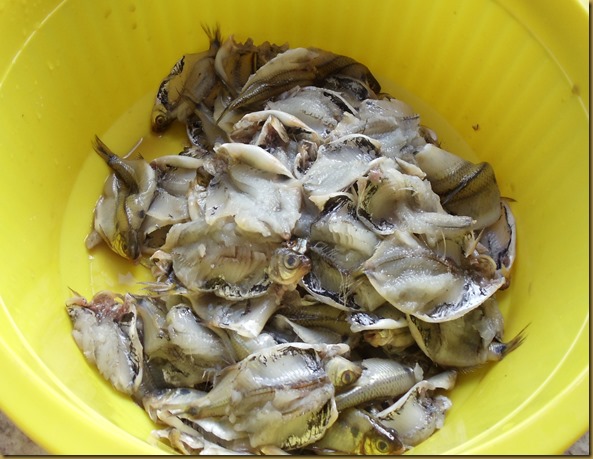 O Lambarizeiro: Mandiopã de lambari