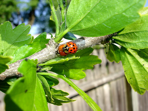 Asian Ladybug | Project Noah