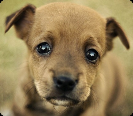 Ojos de perritos tiernos - Imagui