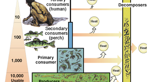 Grassland Food Pyramid