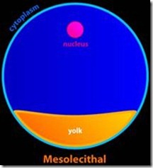 Tipe-Tipe Telur ~ Embriology of Birds