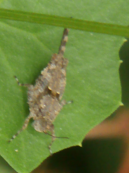 Hooded Grouse Locust | Project Noah