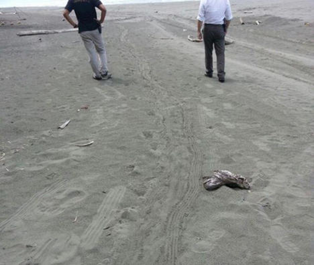 Details emerge on murder of turtle conservationist Jairo Mora in Costa ...