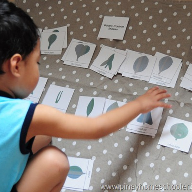 Botany Unit: Leaf Shapes | The Pinay Homeschooler