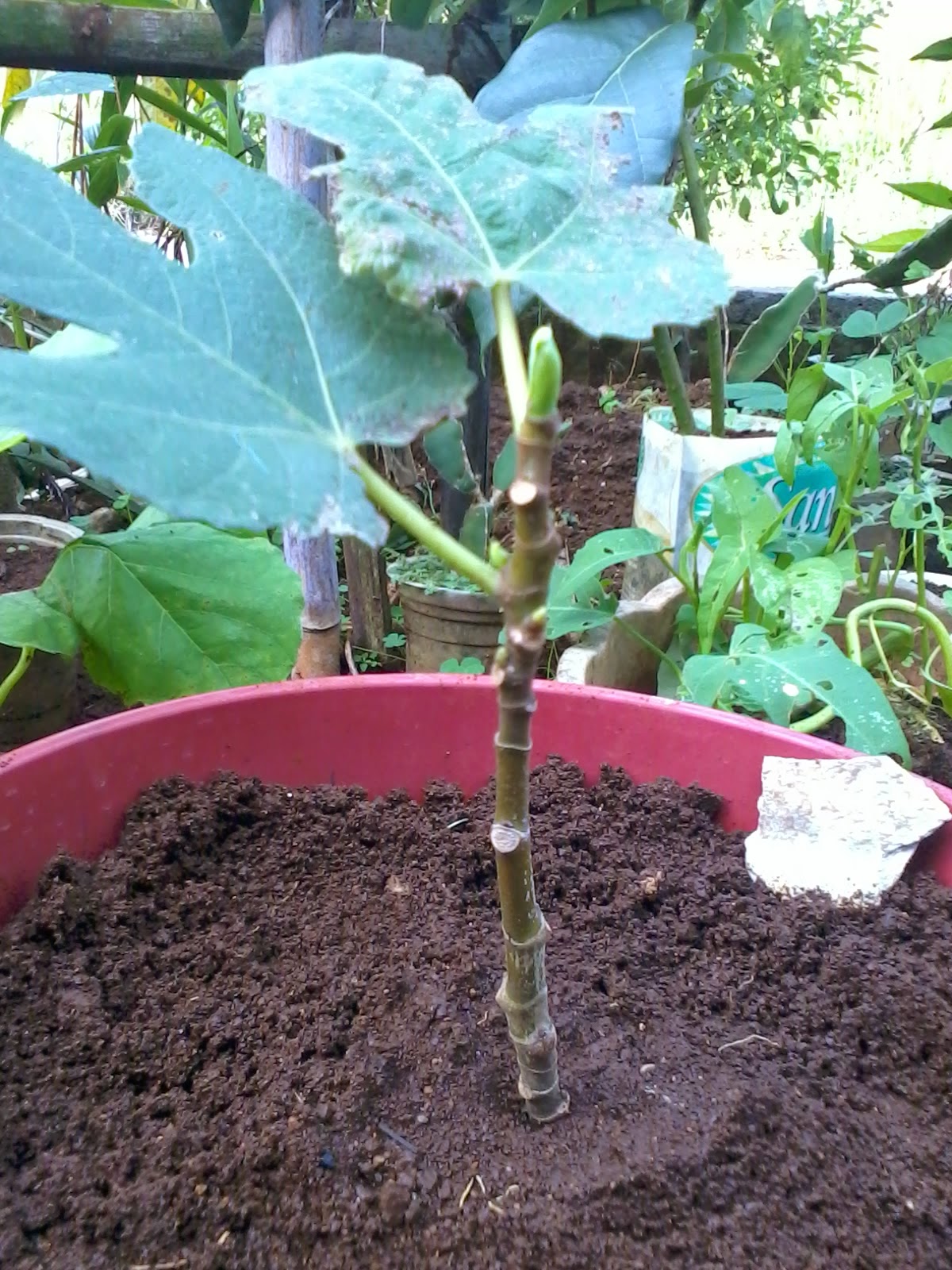 BOGOR FIG GARDEN: Mudahnya Menanam Bibit Pohon Tin