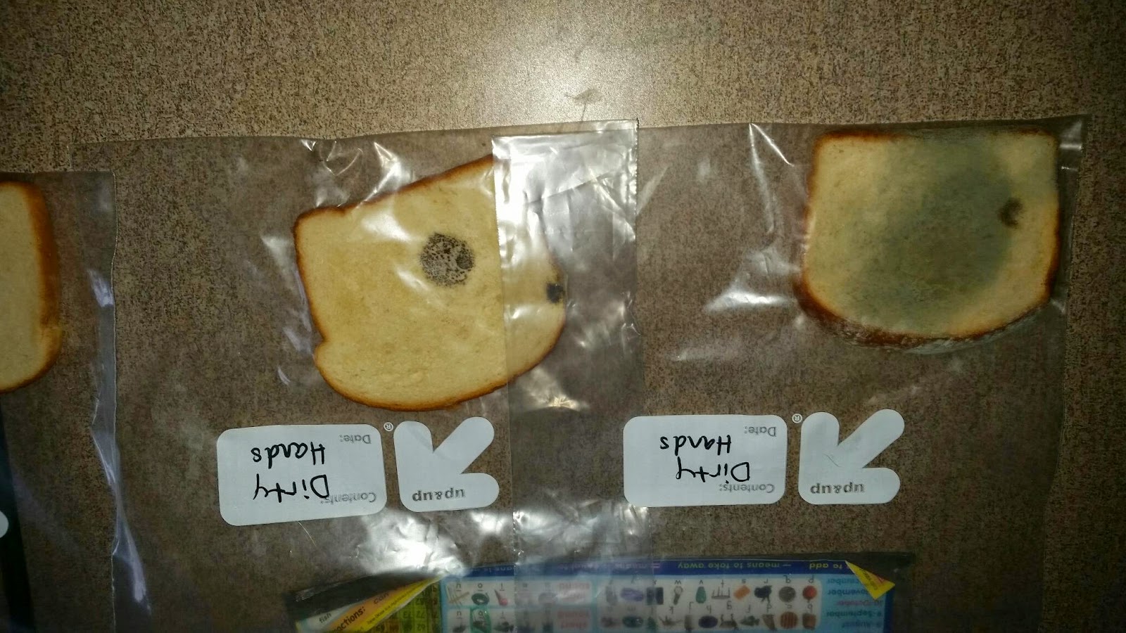 Mrs.Gee'sClassBlog: Bread Experiment