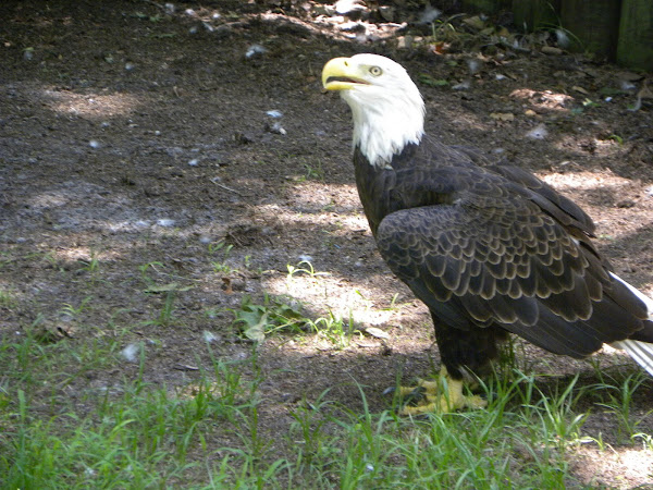 Bald Eagle | Project Noah