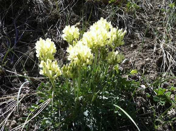 Early Yellow Locoweed | Project Noah