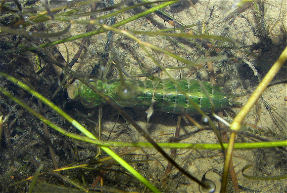 Green Darner (Nymph) | Project Noah