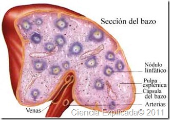Que es La linfa - Ciencia Explicada