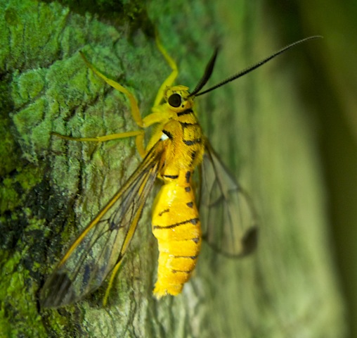 Wasp-mimicking Moth | Project Noah