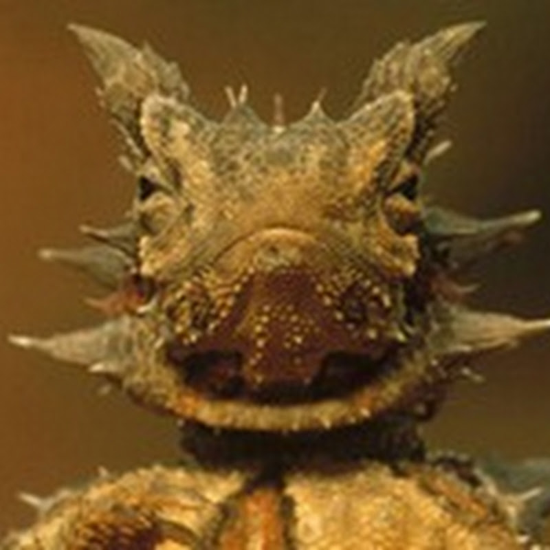 El animal más raro del mundo tiene dos cabezas y come 45 hormigas por ...