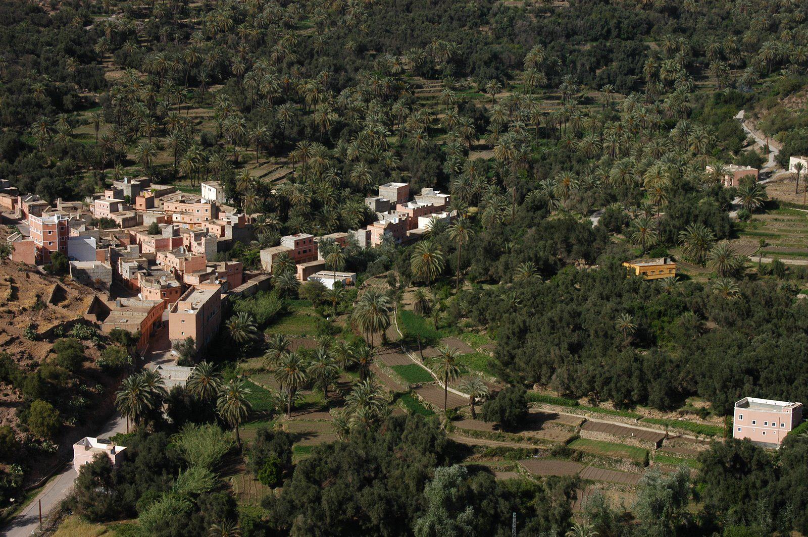 PALMERAIE /TARGUA NTOUCHKA: targua n'touchka palmeraie