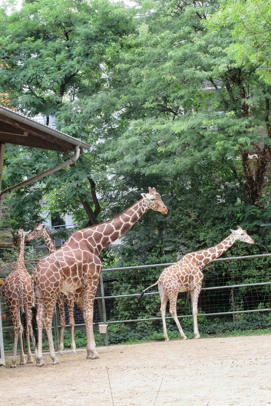 And Awaaay We Goooo: Cologne Zoo