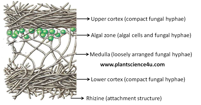 Structure of Heteromerous Thallus in Lichen | Plant Science 4 U