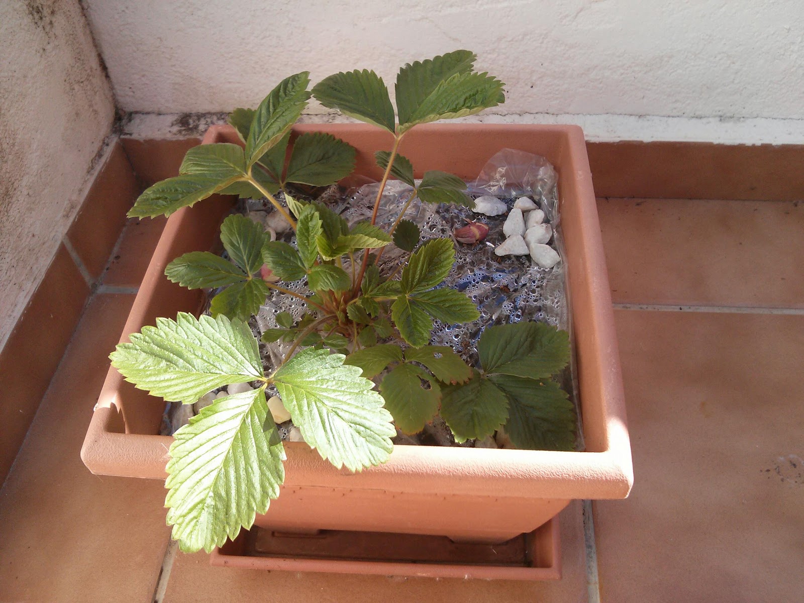 Plantas y bichos: Fragaria Vesca - Planta de fresas silvestres