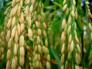 Inilah 5 Jenis Utama Hama Padi Dan Cara Pengendaliannya - adenalfi ...