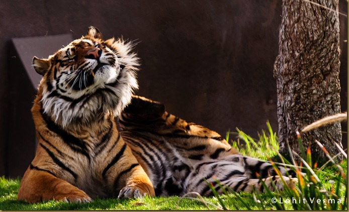 Tiger @ Phoenix Zoo | lohitverma