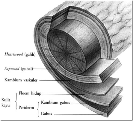 Jaringan Gabus - Pengertian