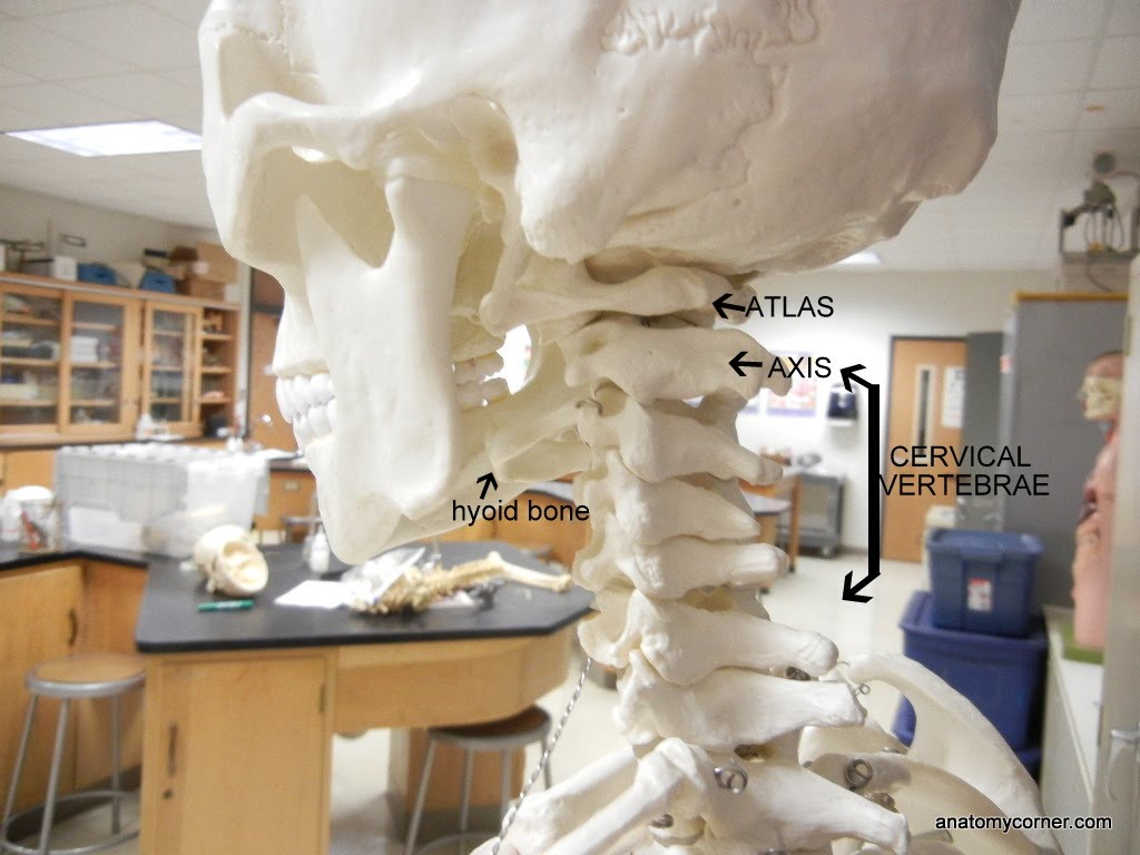 hyoid_atlas_labeled.JPG
