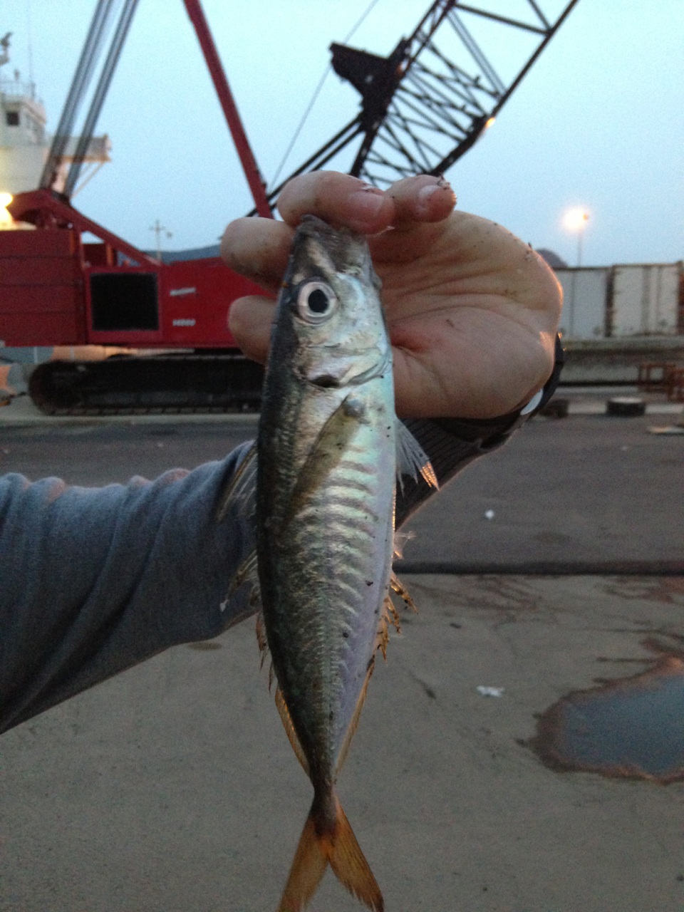 ROCK FISHING EN MEDITERRANEE: Chinchard en rockfishing