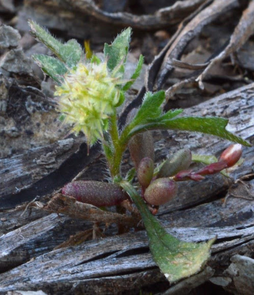 Hairy Burr daisy | Project Noah