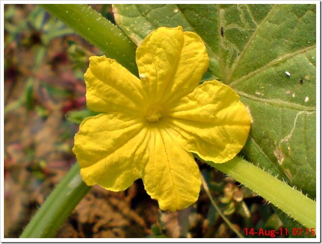 Foto Bunga Ketimun (Cucumis sativus L.)