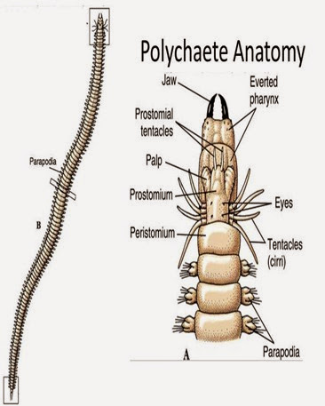 ANNELIDA -CHARACTERS AND CLASSIFICATION | BIOZOOM