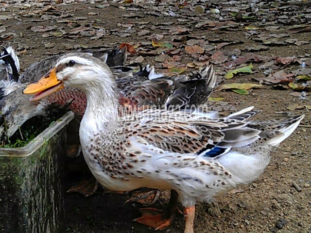 Itik Mallard - Uniaga Aviary™