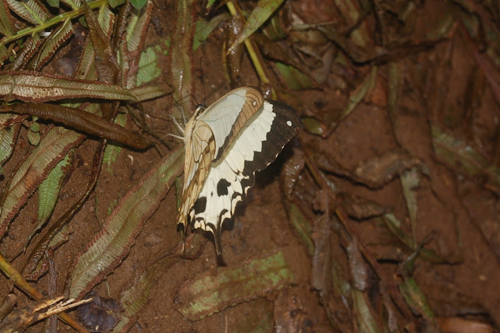 Regards sur la faune malgache