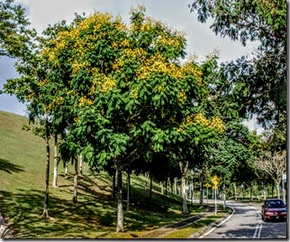 FLORA MALAYSIA: Pepohon Kebangsaan Malaysia( Malaysian National Tree