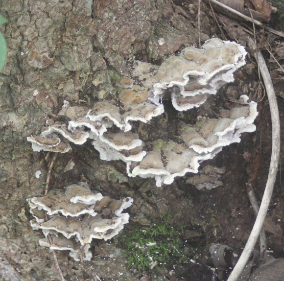 Mossy Maze Polypore | Project Noah