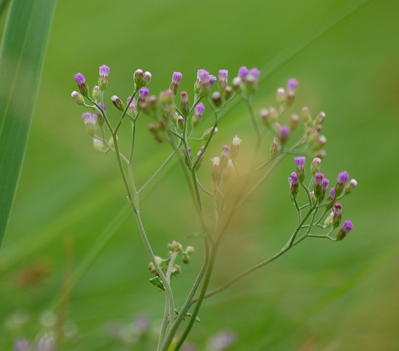 Tagulinaw, Lilac Tassleflower | Project Noah