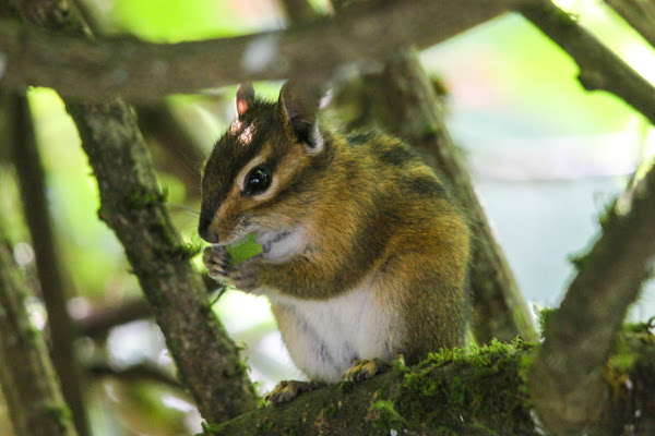 Townsend's Chipmunk | Project Noah