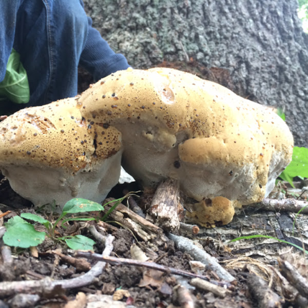 Bleeding Tooth Fungus | Project Noah