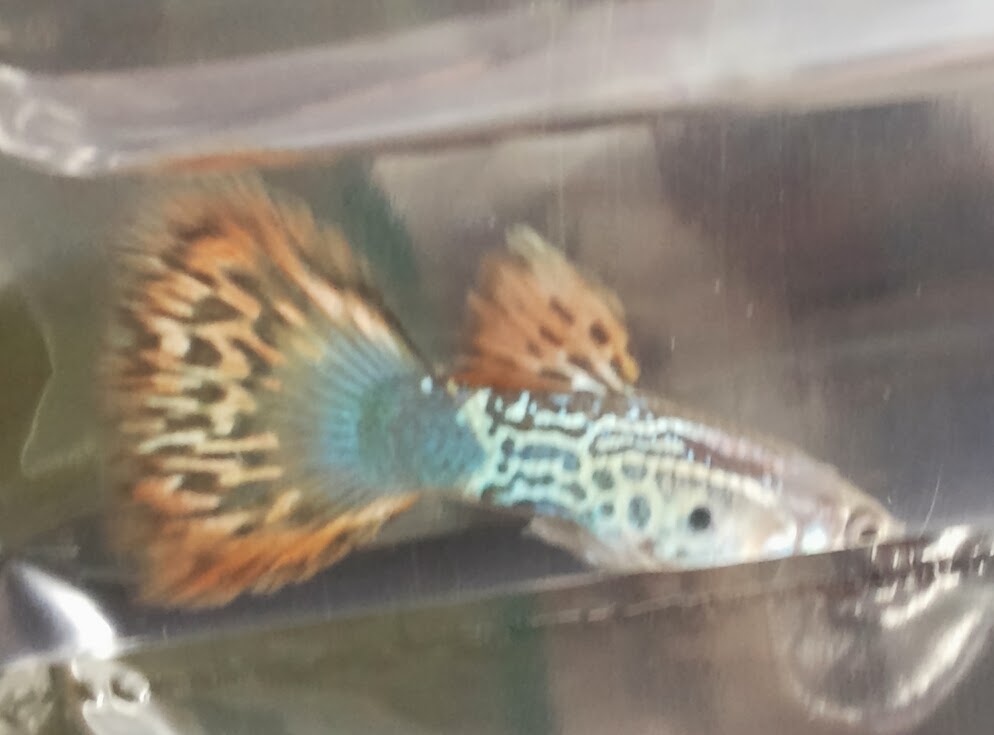 GALLERY CUPANG HIAS DAN GUPPY: Guppy fire tail
