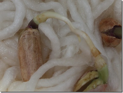 Totally Tots: Touch, Feel, Learn ~ Sprouting Peanuts