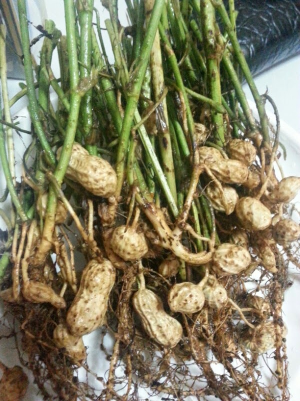 Gostan Sikit: Peanut root soup - said able to make 'em grow taller