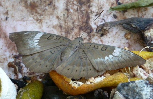 Common Baron (female) | Project Noah