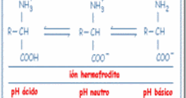 Carácter anfótero de los aminoácidos