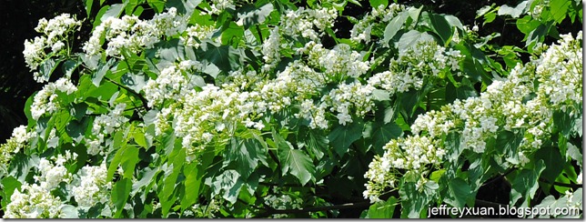 [Hsinchu Luliaokeng, Taiwan] “Tung flower” blossom ~ Jeffrey's Life log
