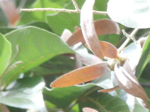 iNaturalist.org · hopea (Genus Hopea)