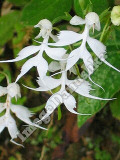 Education: Narilatha mal / liyathambara mal නාරිලතා මල්/ ලියතඹරා මල්